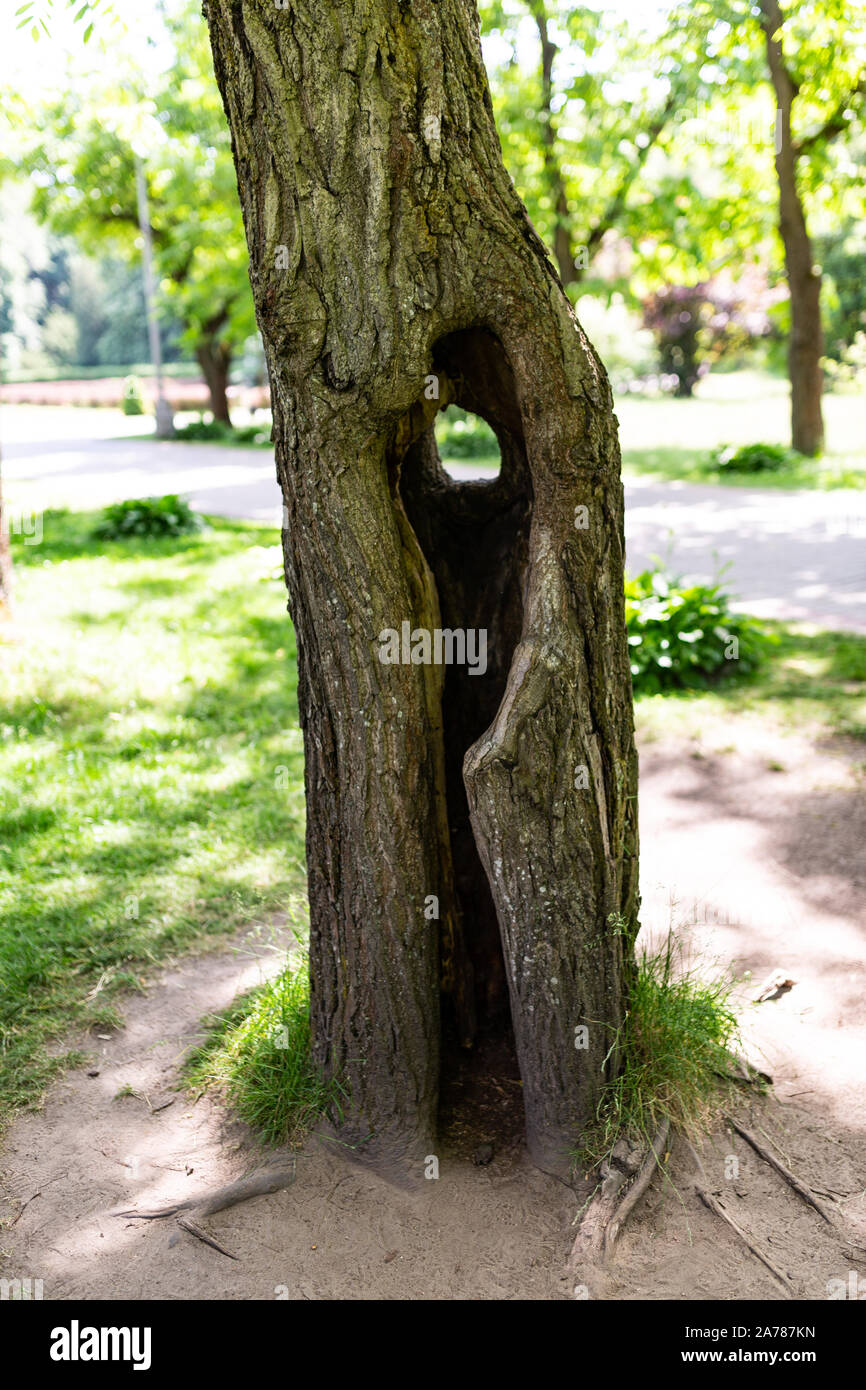 A tree with a large hollow. Tree in the park. Large hollow in a tree ...