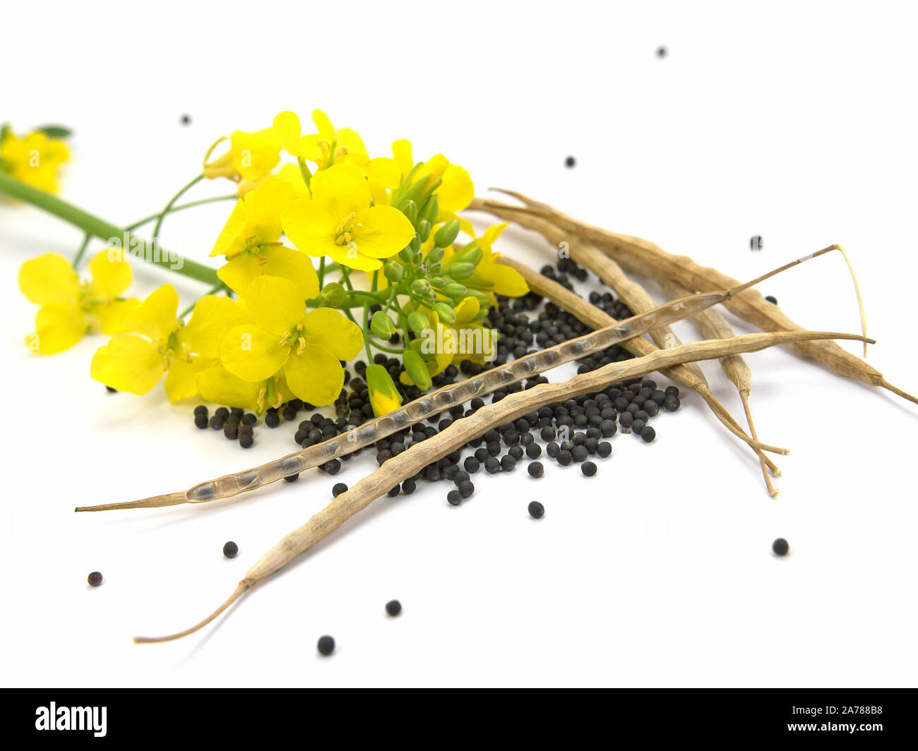 Rape flowers and rapeseed against a white background Stock Photo - Alamy