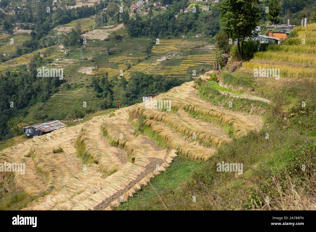 Nepali rice field hi-res stock photography and images - Alamy