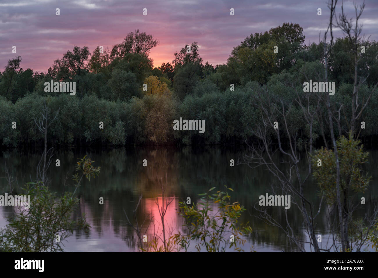 Dense shrubs hi-res stock photography and images - Alamy