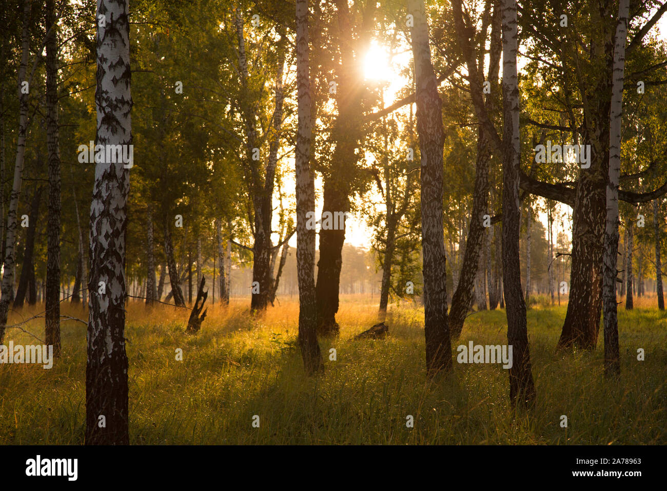 Sunrise in a birch grove in early September Stock Photo - Alamy