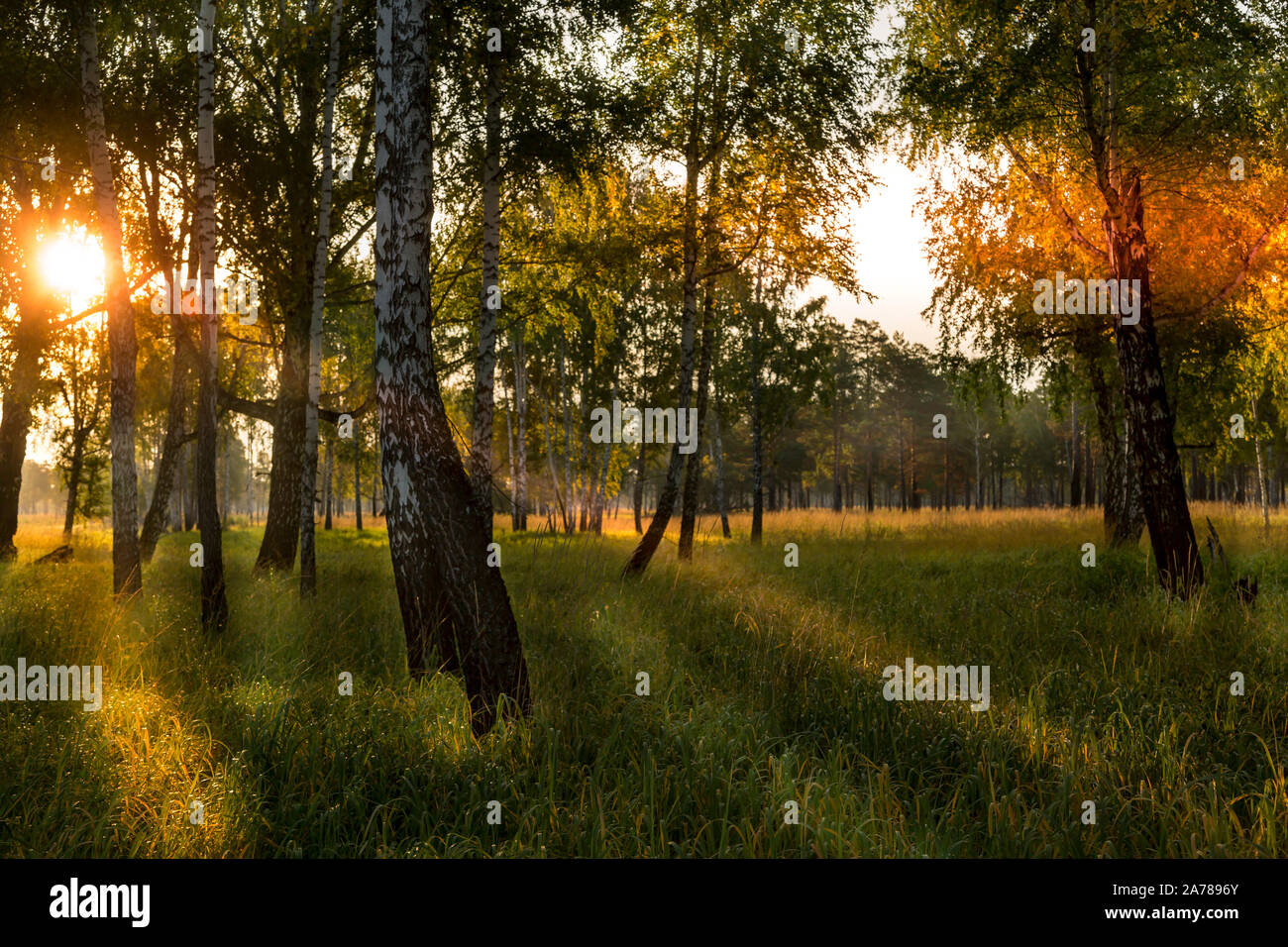 Sun in birch grove hi-res stock photography and images - Alamy