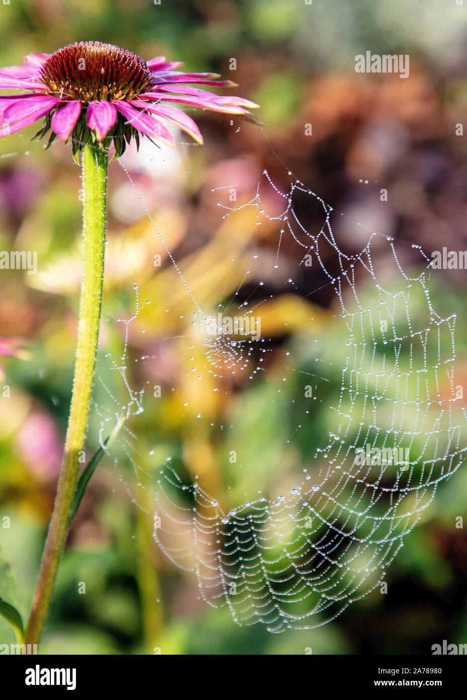 Close up of Dew on Autumn Spider's Web from Daisy type flowers Stock ...