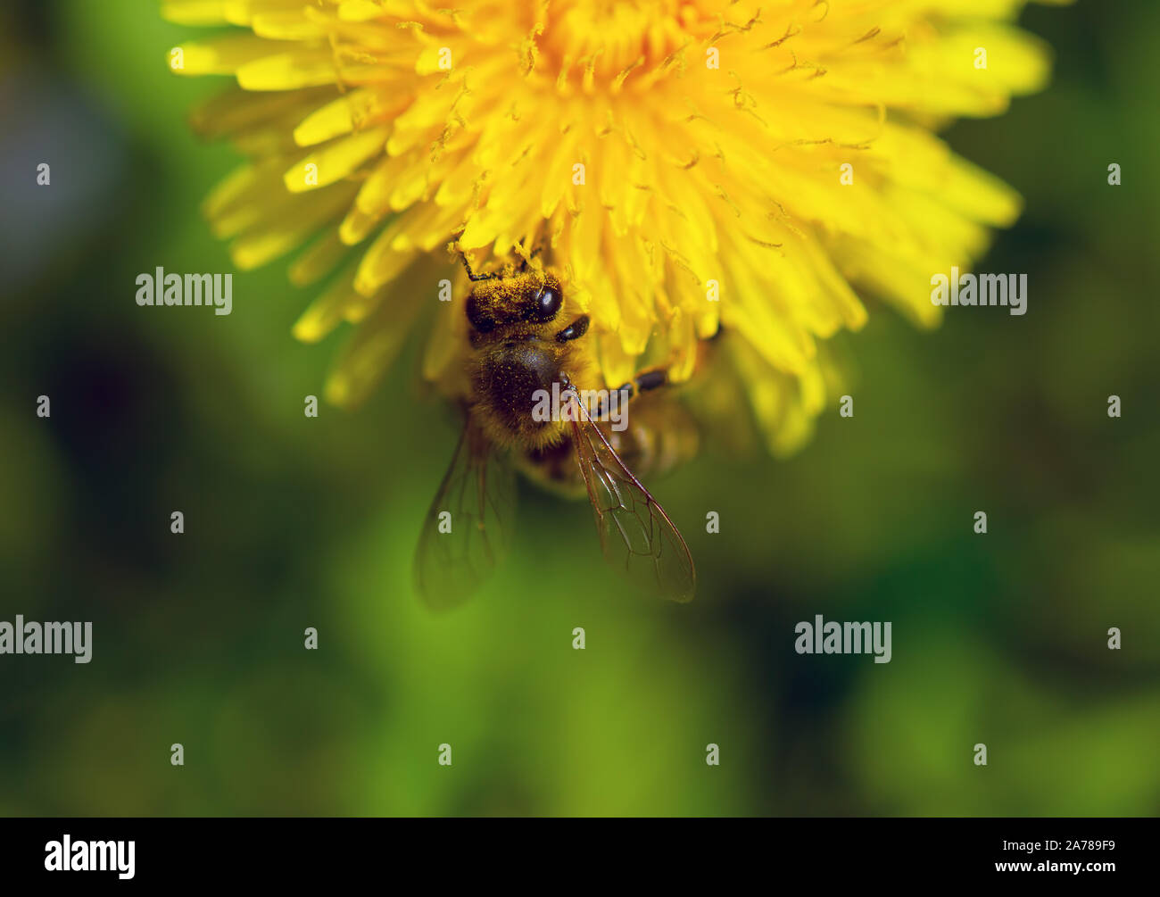 Insectology flower hi-res stock photography and images - Alamy