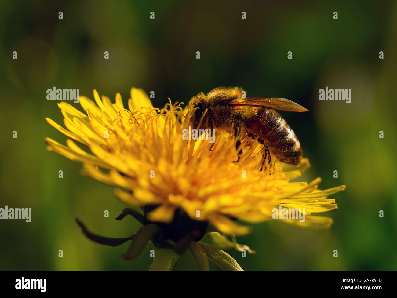 Insectology flower hi-res stock photography and images - Alamy