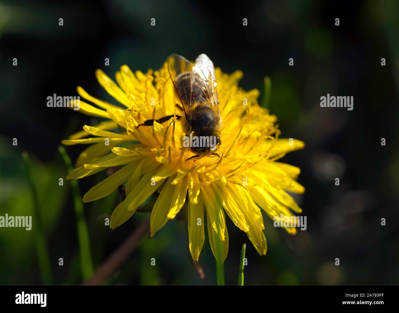 Insectology flower hi-res stock photography and images - Alamy