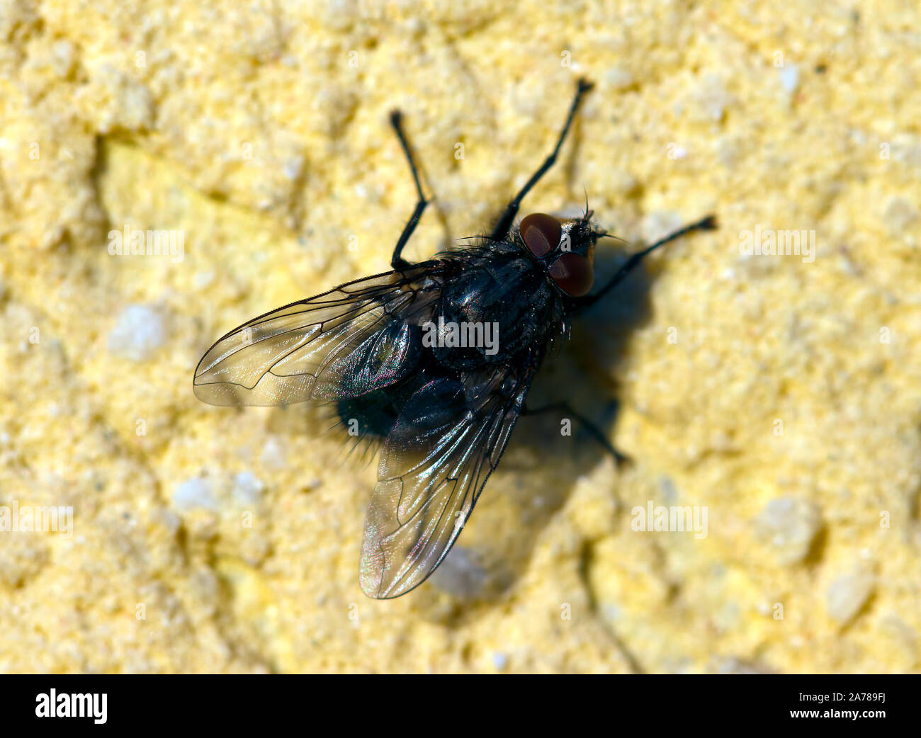Educational insect photo hi-res stock photography and images - Alamy