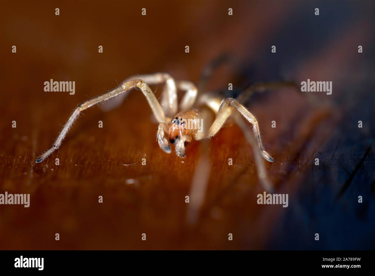 Gnaphosidae hi-res stock photography and images - Alamy