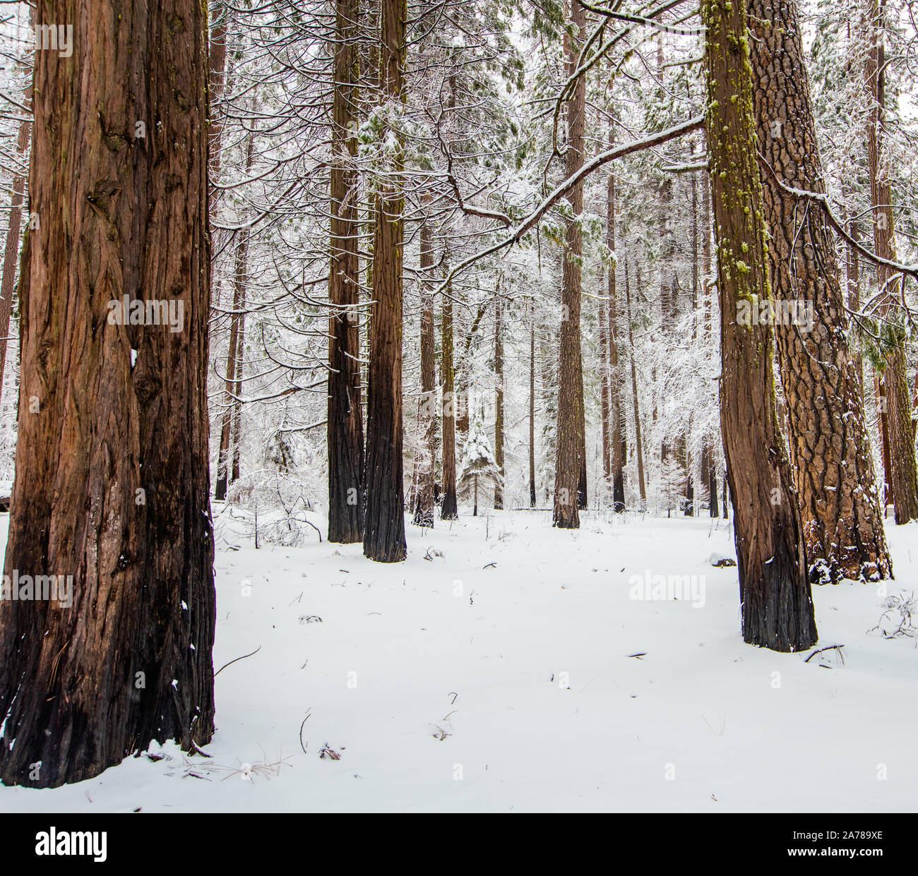 Redwood grove sequoias hi-res stock photography and images - Alamy