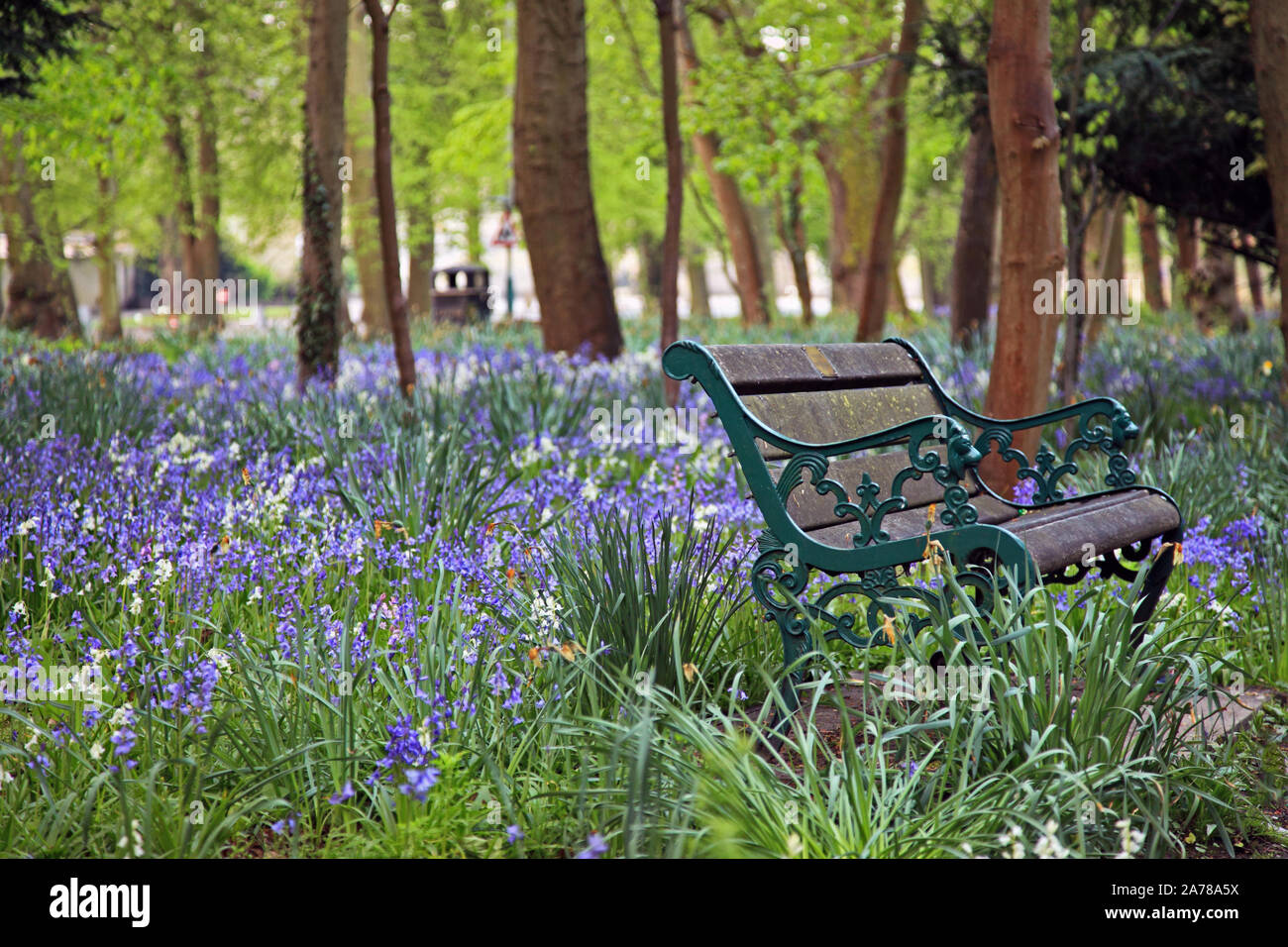 Spring Blue Bells In Wilton Stock Photo - Alamy