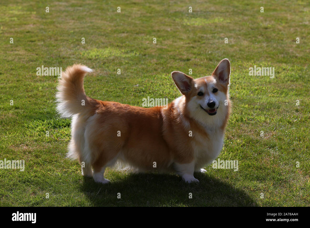 Corgi side profile hi-res stock photography and images - Alamy
