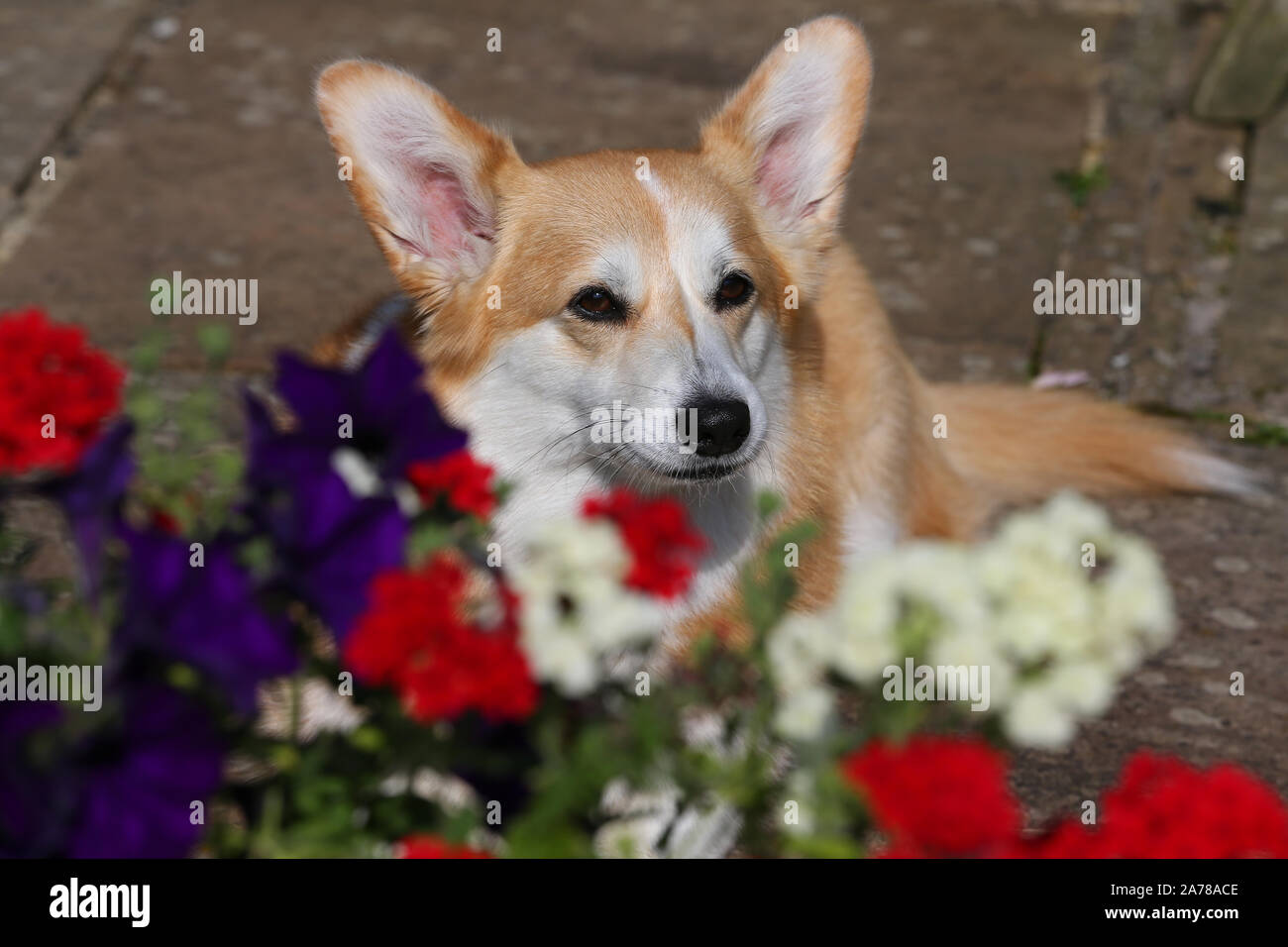 Corgi side profile hi-res stock photography and images - Alamy