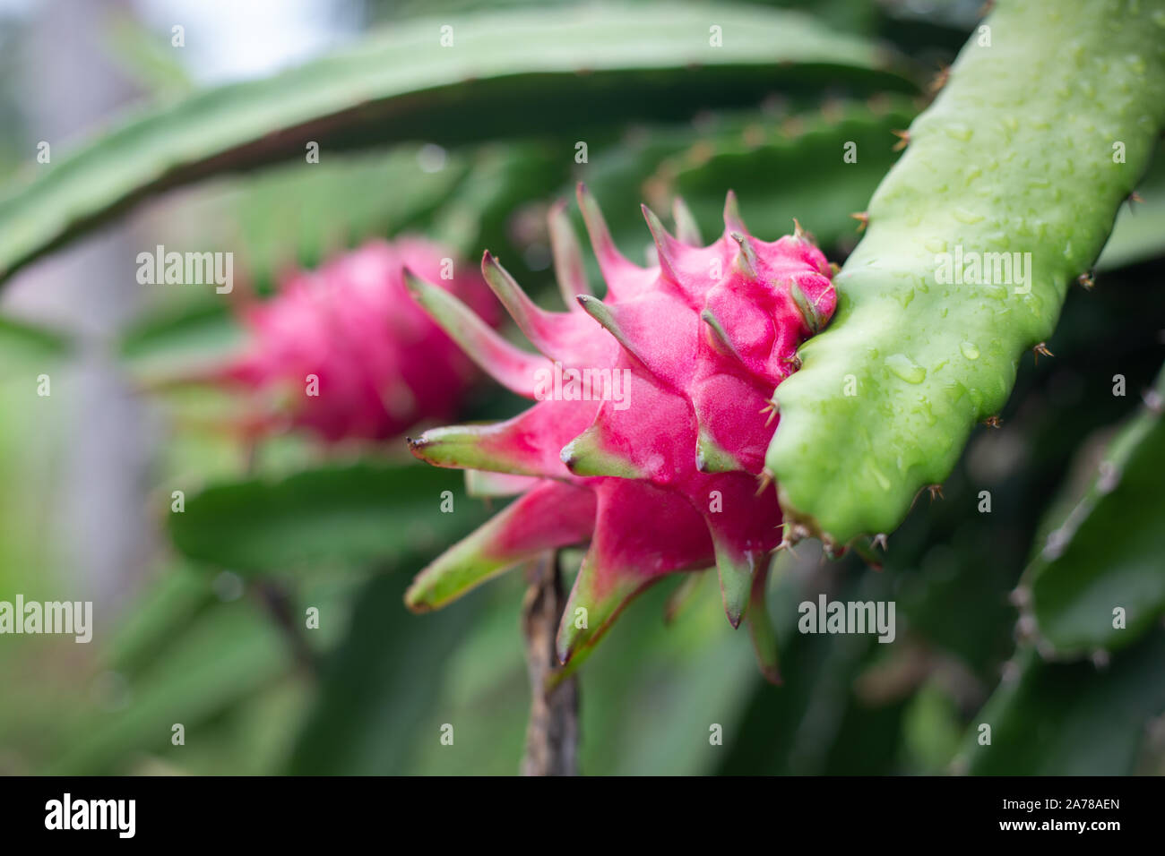 Red dragon flower cactus hi-res stock photography and images - Alamy