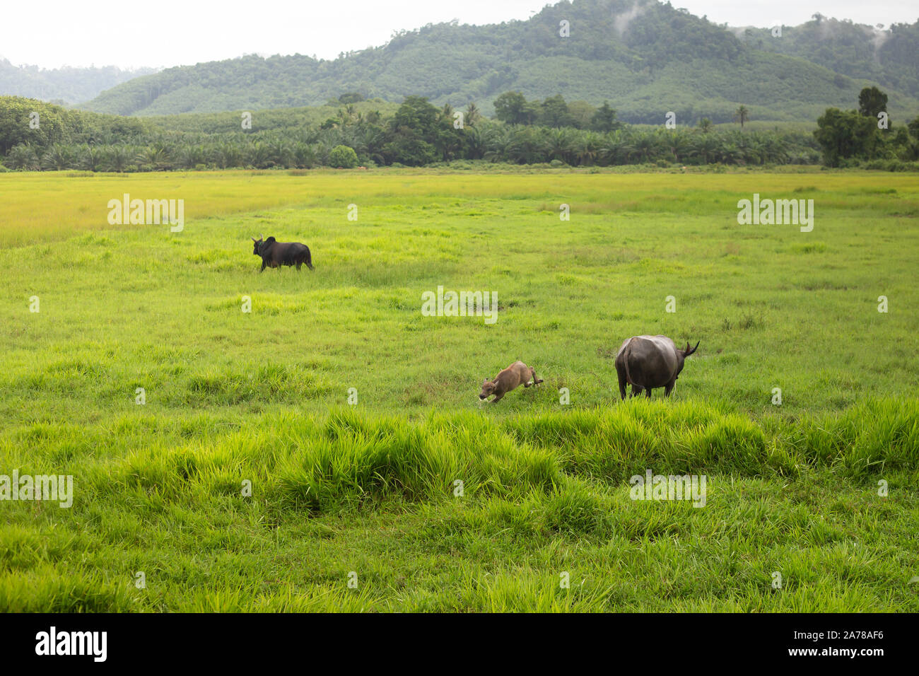Carabao in the green field hi-res stock photography and images - Alamy
