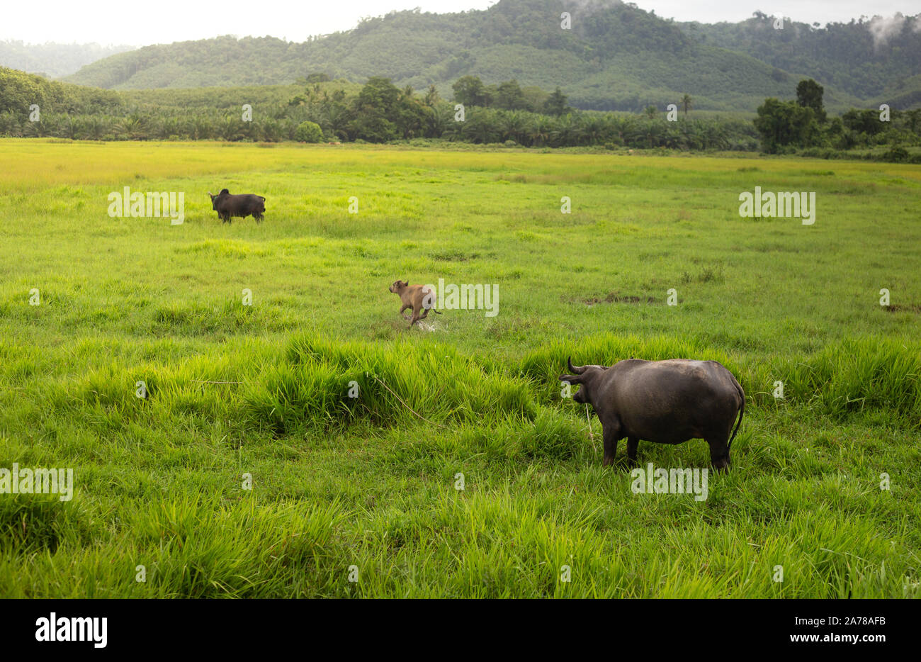 Buffalo in the field Stock Photo - Alamy