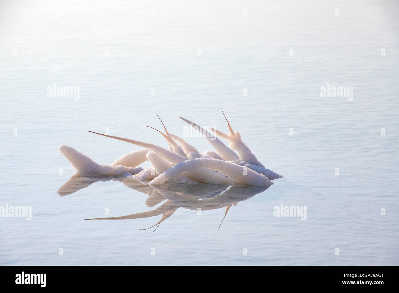 Reflection of salt formations in the Dead Sea water. Israel Stock Photo ...
