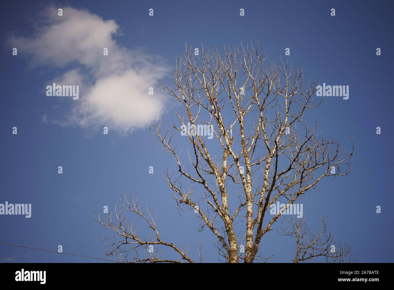 old big bare tree in blue sky background Stock Photo - Alamy