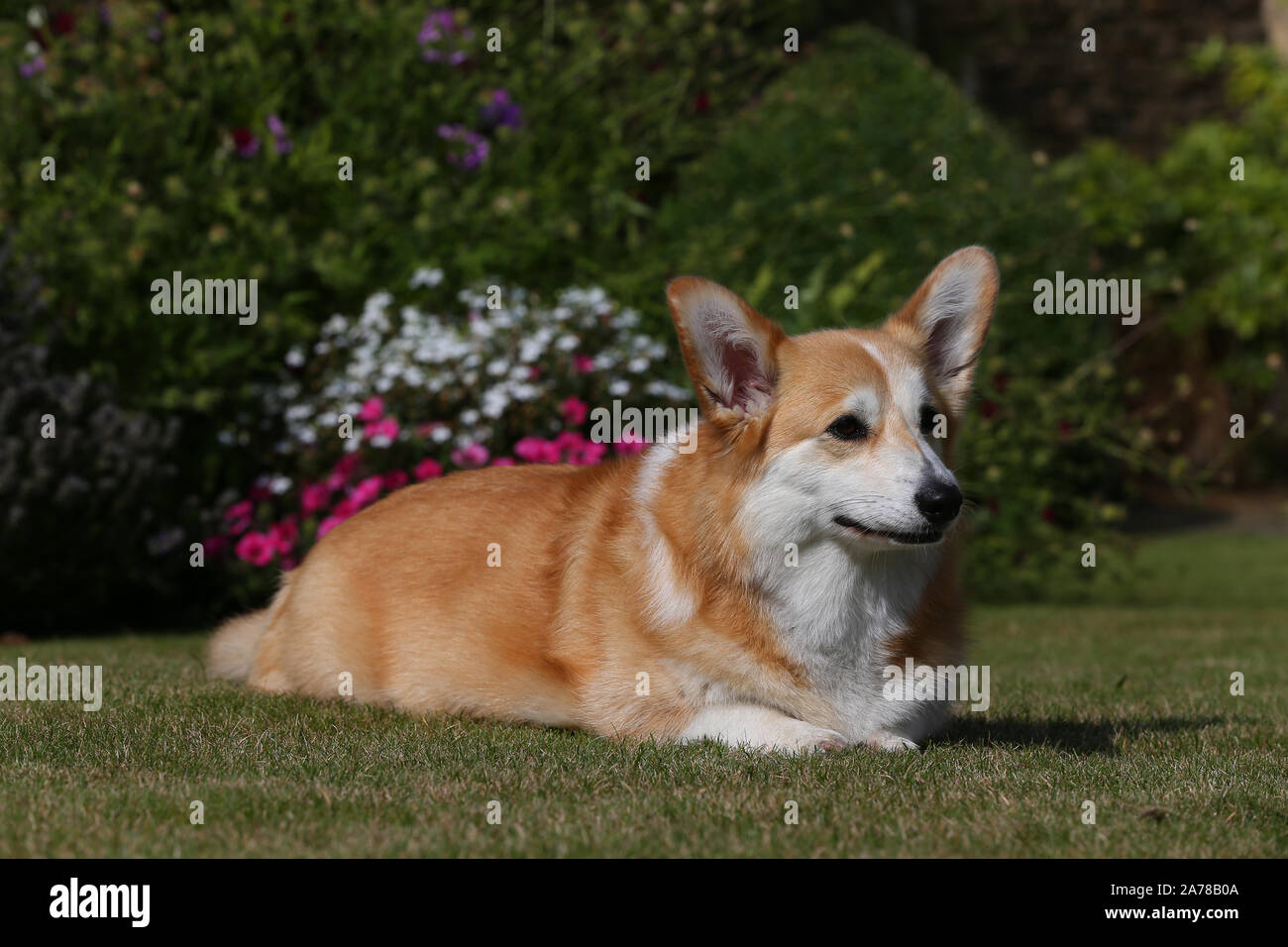 Corgi side profile hi-res stock photography and images - Alamy