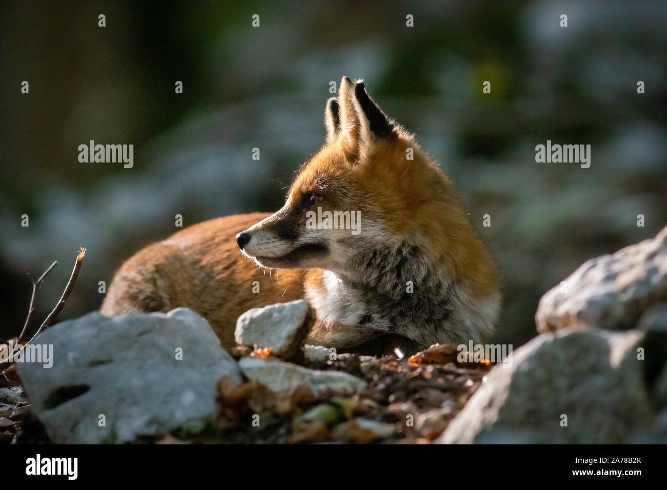 Red fox, Abruzzo National Park, Italy Stock Photo - Alamy