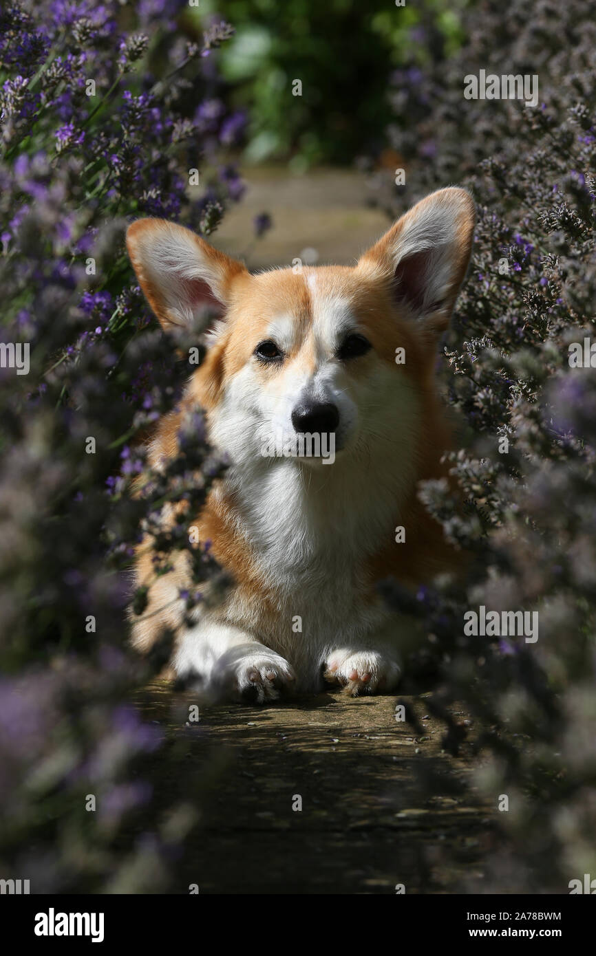 Corgi lying down hi-res stock photography and images - Alamy