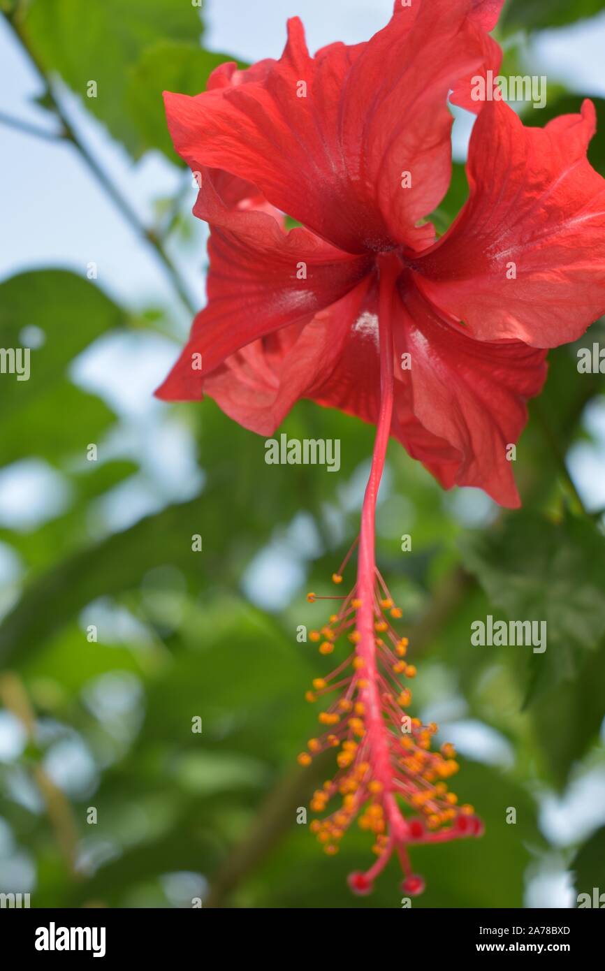 Hibiscus flower red color Stock Photo - Alamy