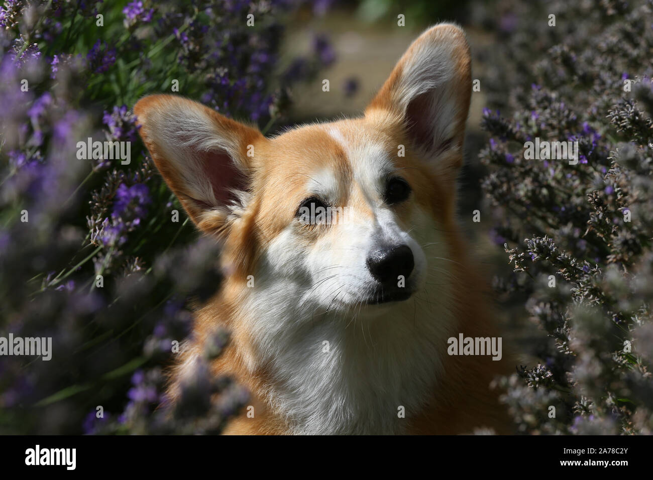 Puppies biting each other hi-res stock photography and images - Alamy