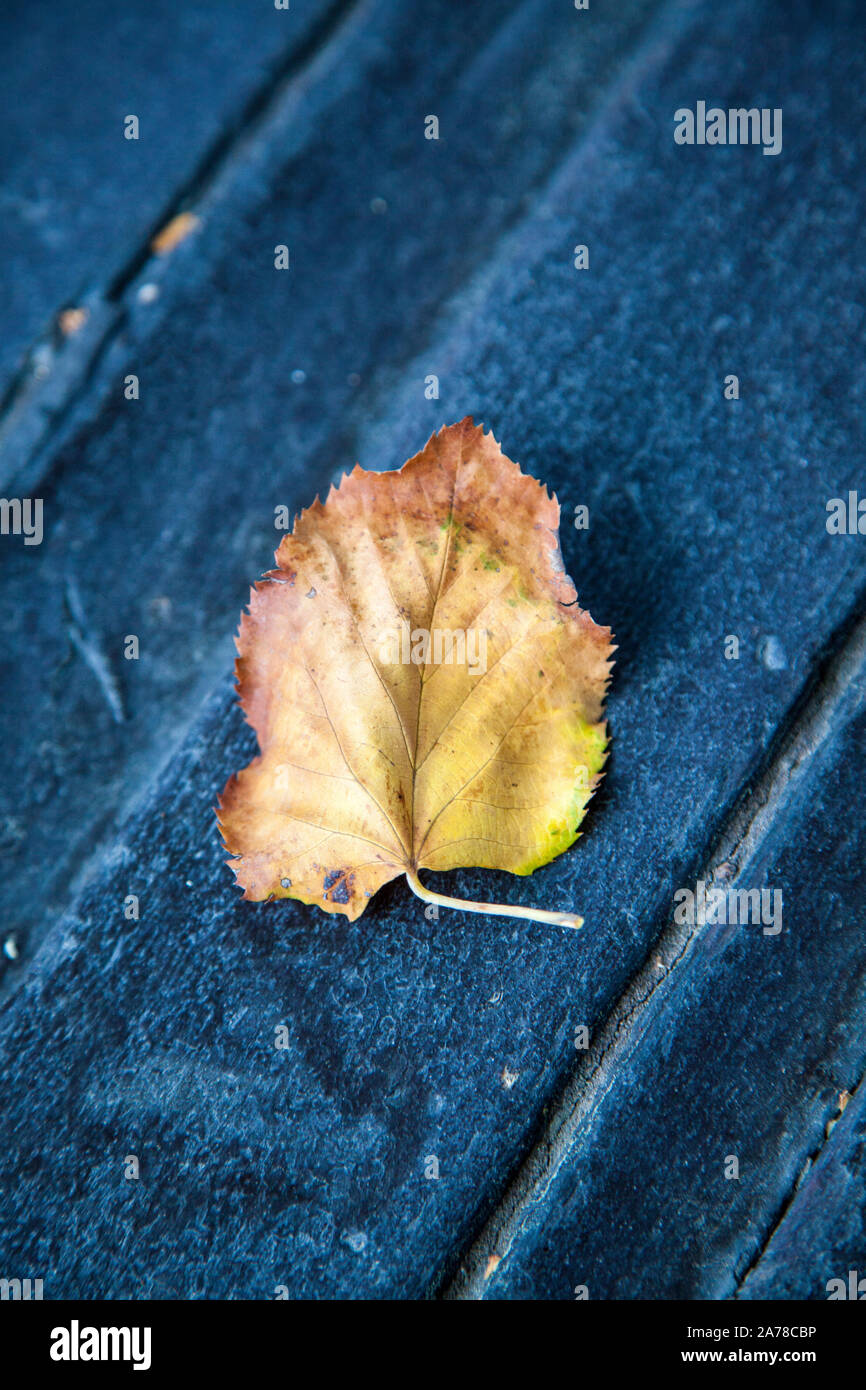 leaf from the tree. the color of autumn Stock Photo - Alamy