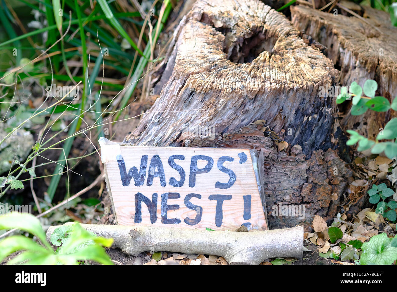 Warning sign in flower bed about the presence of a Wasps' (Vespula ...
