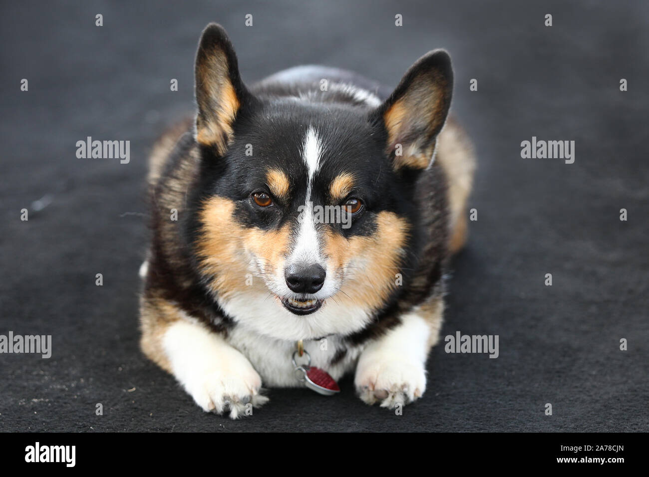 Corgi side profile hi-res stock photography and images - Alamy