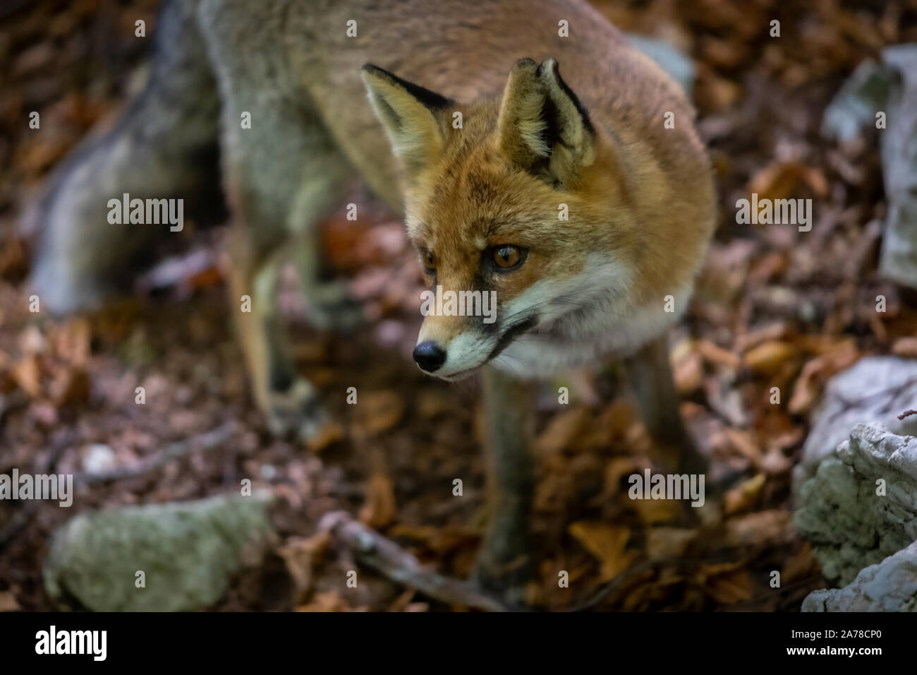 A red fox in the forests of Abruzzo National Park, Italy Stock Photo ...