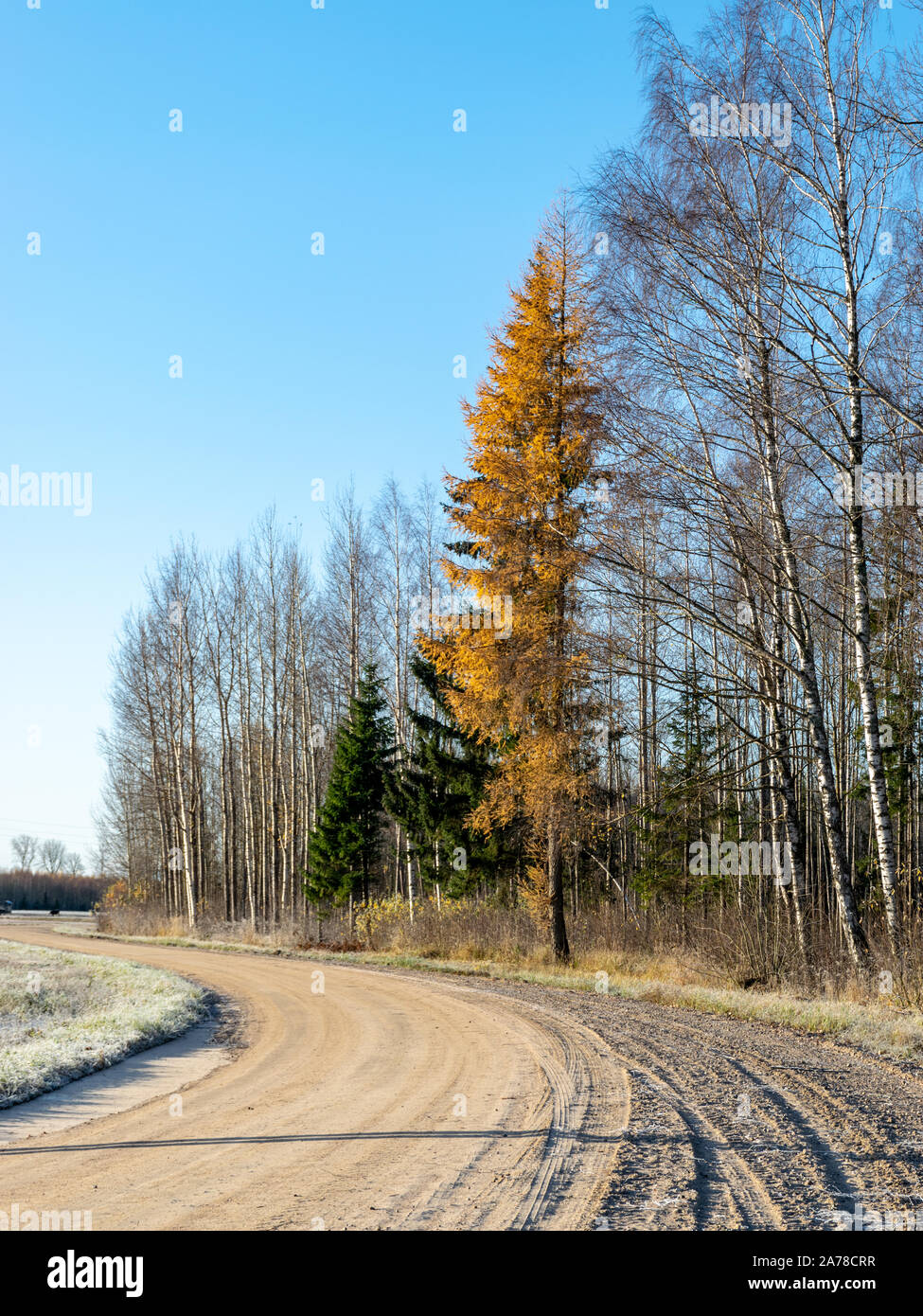 simple landscape with trees on autumn day Stock Photo - Alamy