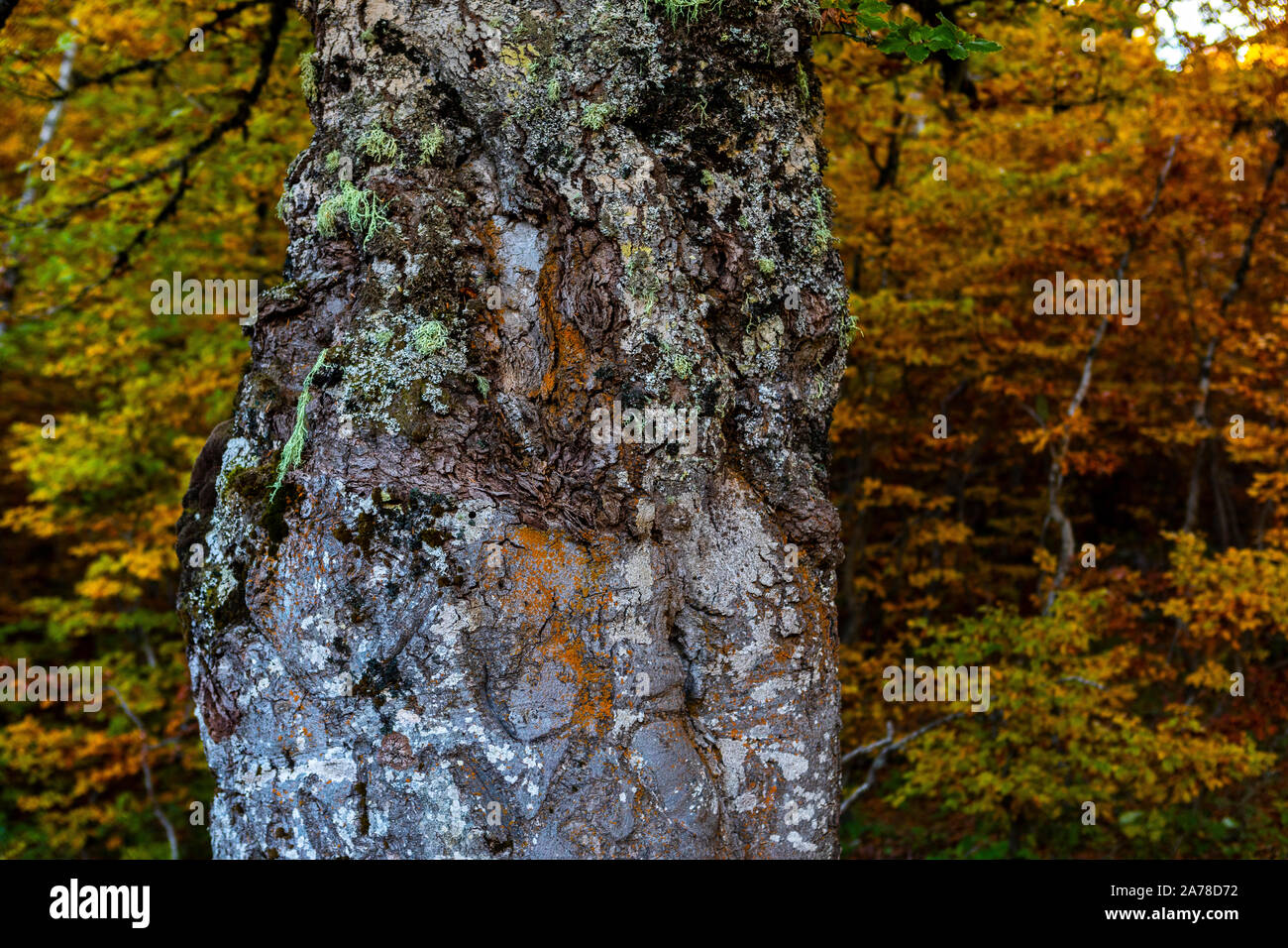National tree of italy hi-res stock photography and images - Alamy