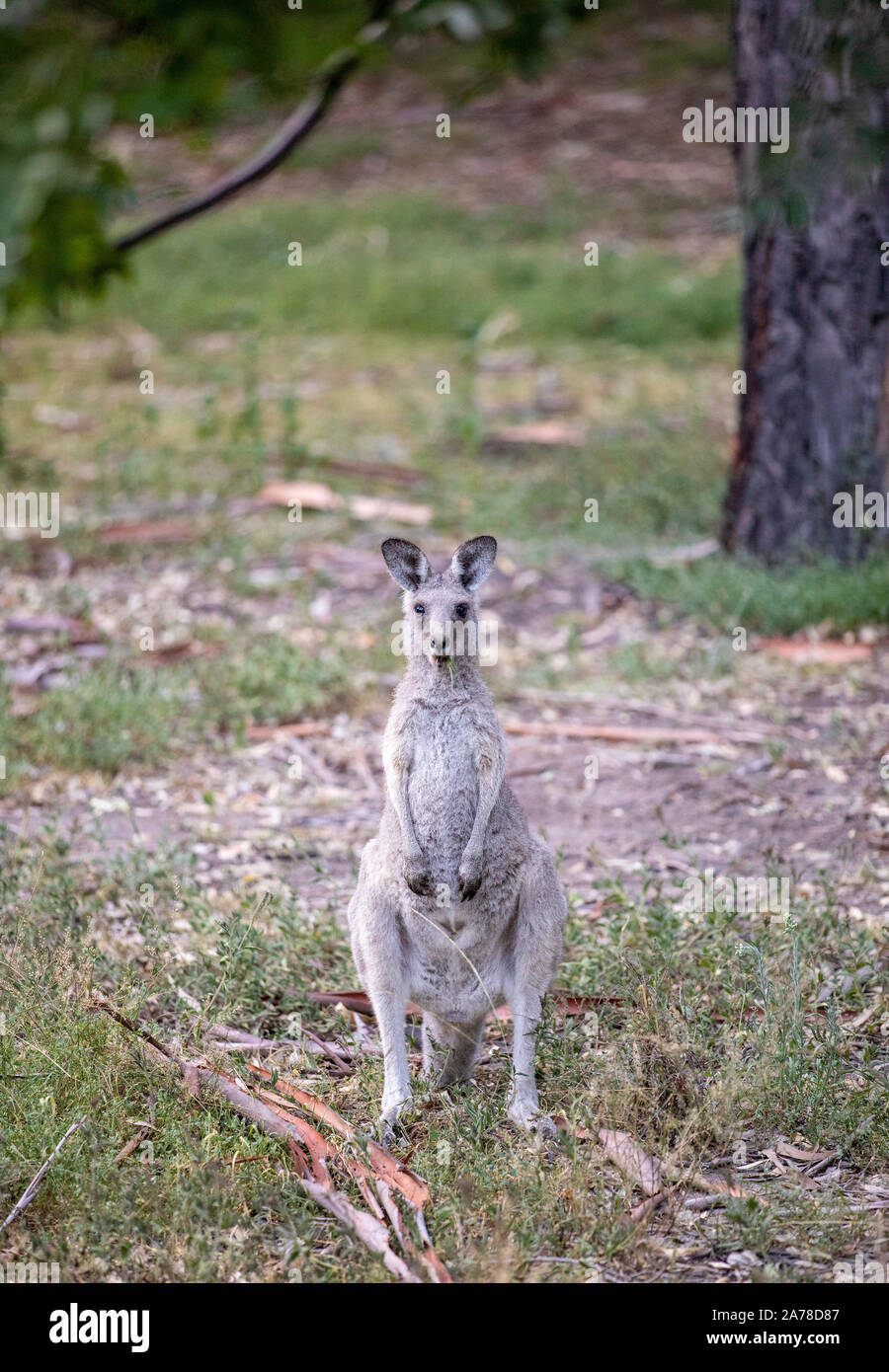 Eastern Grey Kangaroo (Macropus giganteus Stock Photo - Alamy