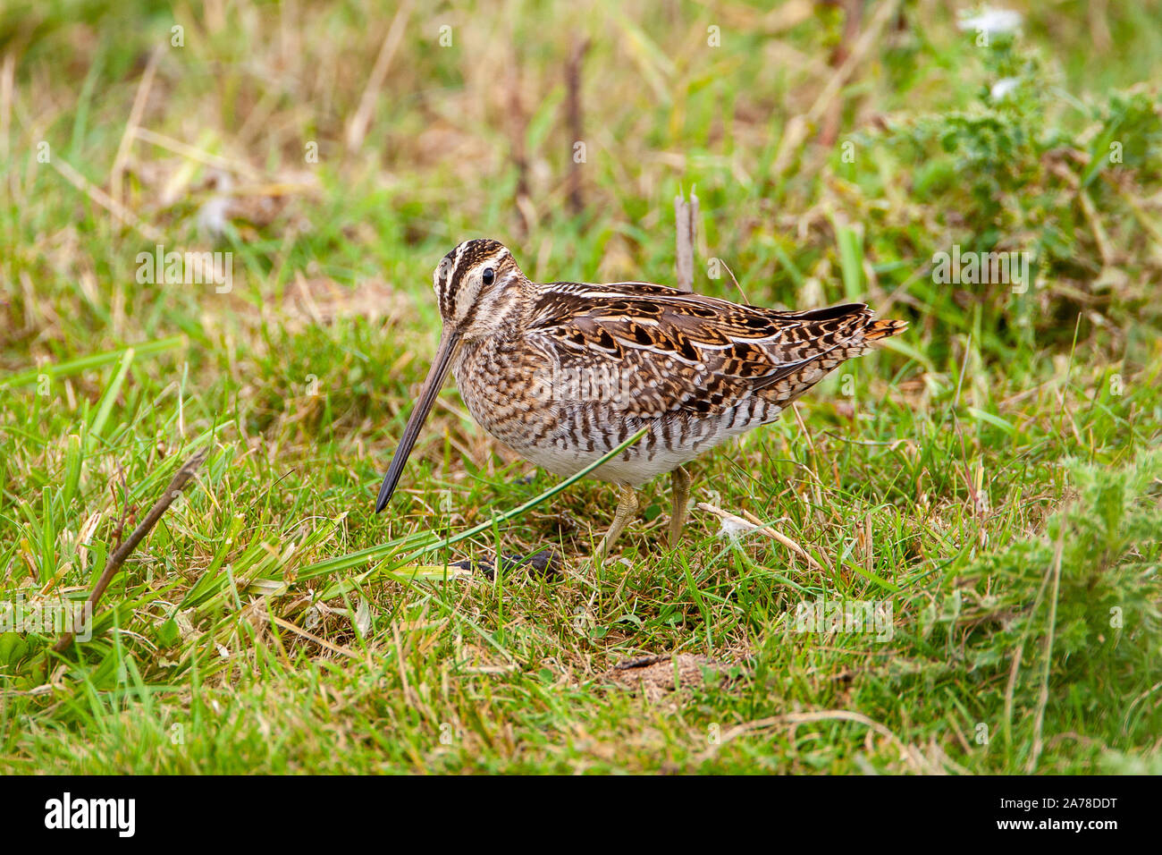 Common snipe, Gallinago gallinago, frequents marshes, bogs, tundra and ...