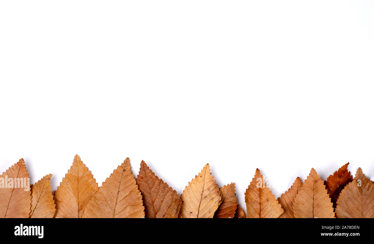 Autumn composition background . Border frame made of dry rust leaves ...