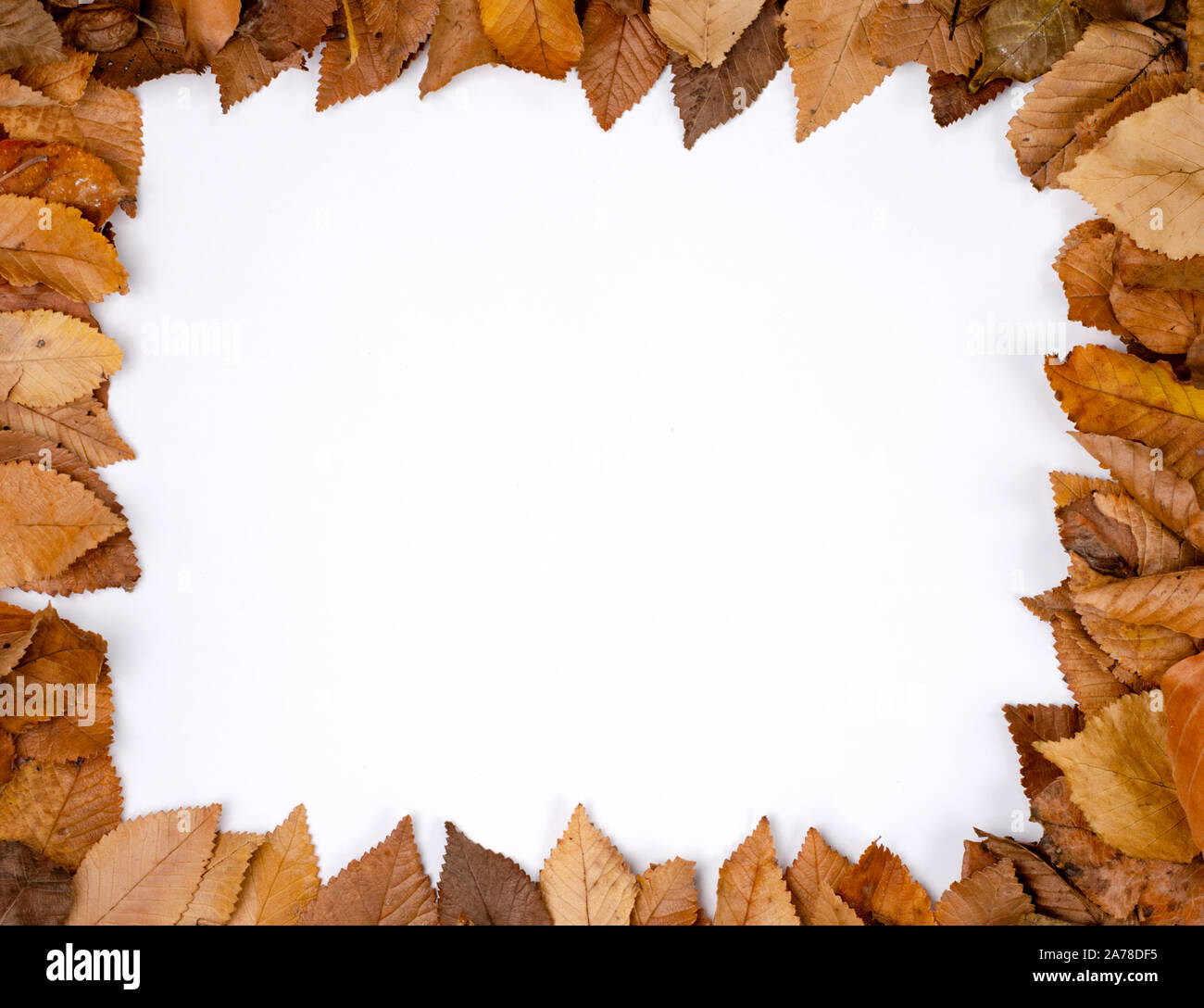 Autumn composition background . Square frame made of dry rust leaves ...