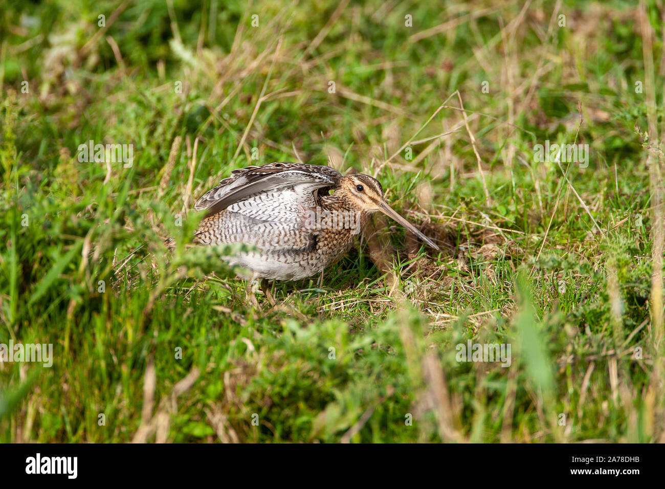 Common snipe, Gallinago gallinago, frequents marshes, bogs, tundra and ...
