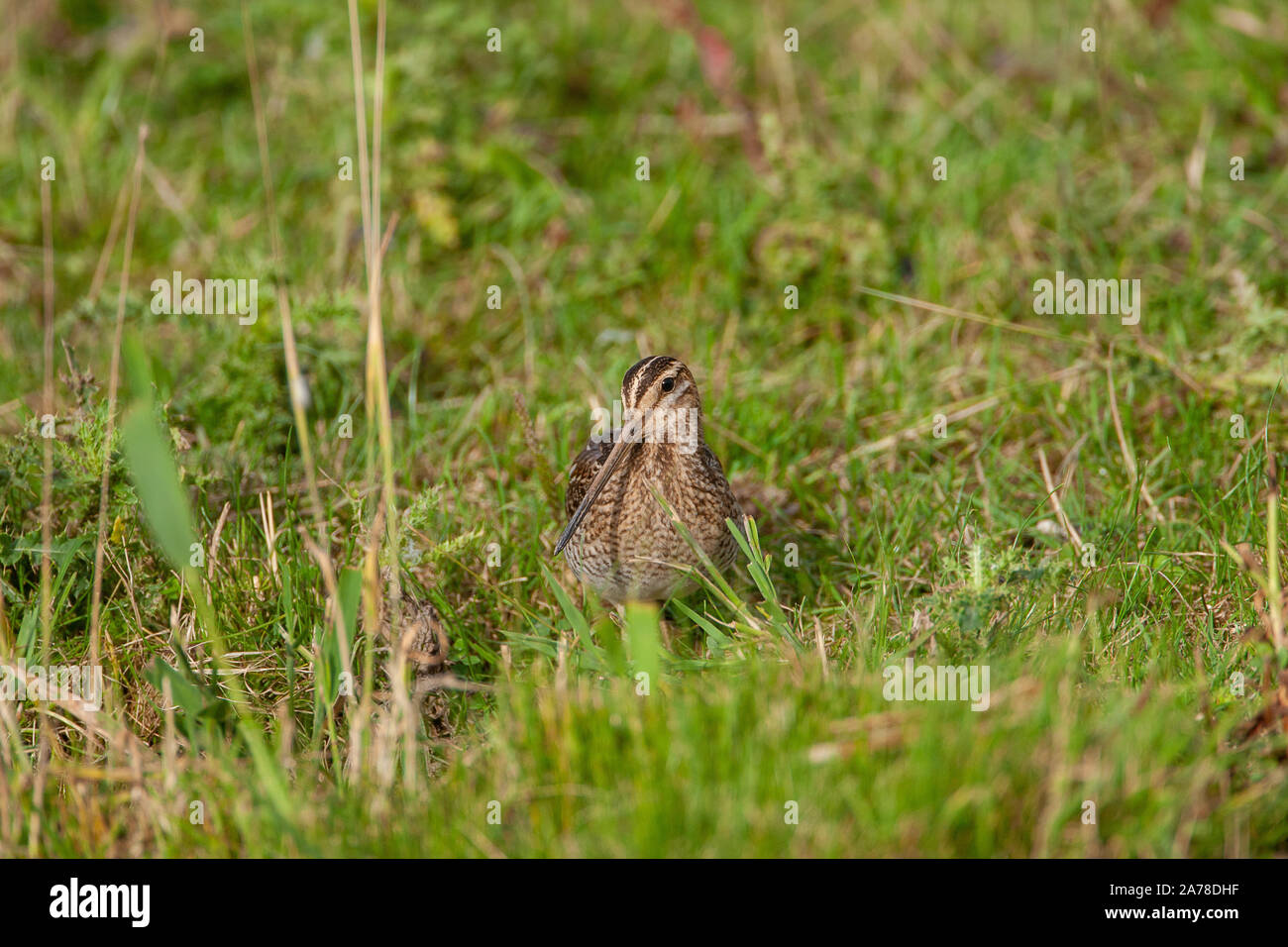 Common snipe, Gallinago gallinago, frequents marshes, bogs, tundra and ...