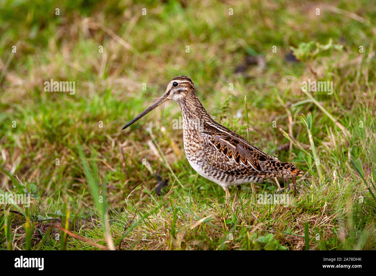 Common snipe, Gallinago gallinago, frequents marshes, bogs, tundra and ...
