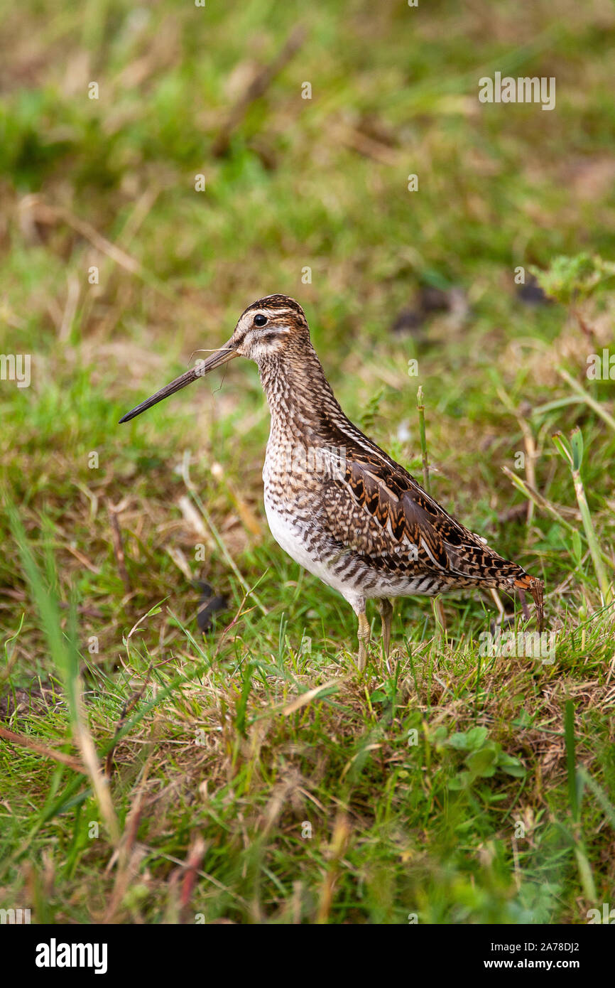 Drumming snipe hi-res stock photography and images - Alamy