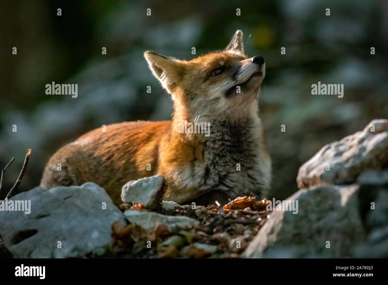 Red fox among the forests of Abruzzo National Park, Italy Stock Photo ...
