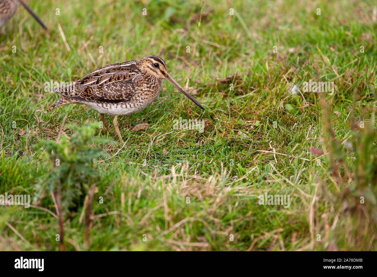 Common snipe, Gallinago gallinago, frequents marshes, bogs, tundra and ...