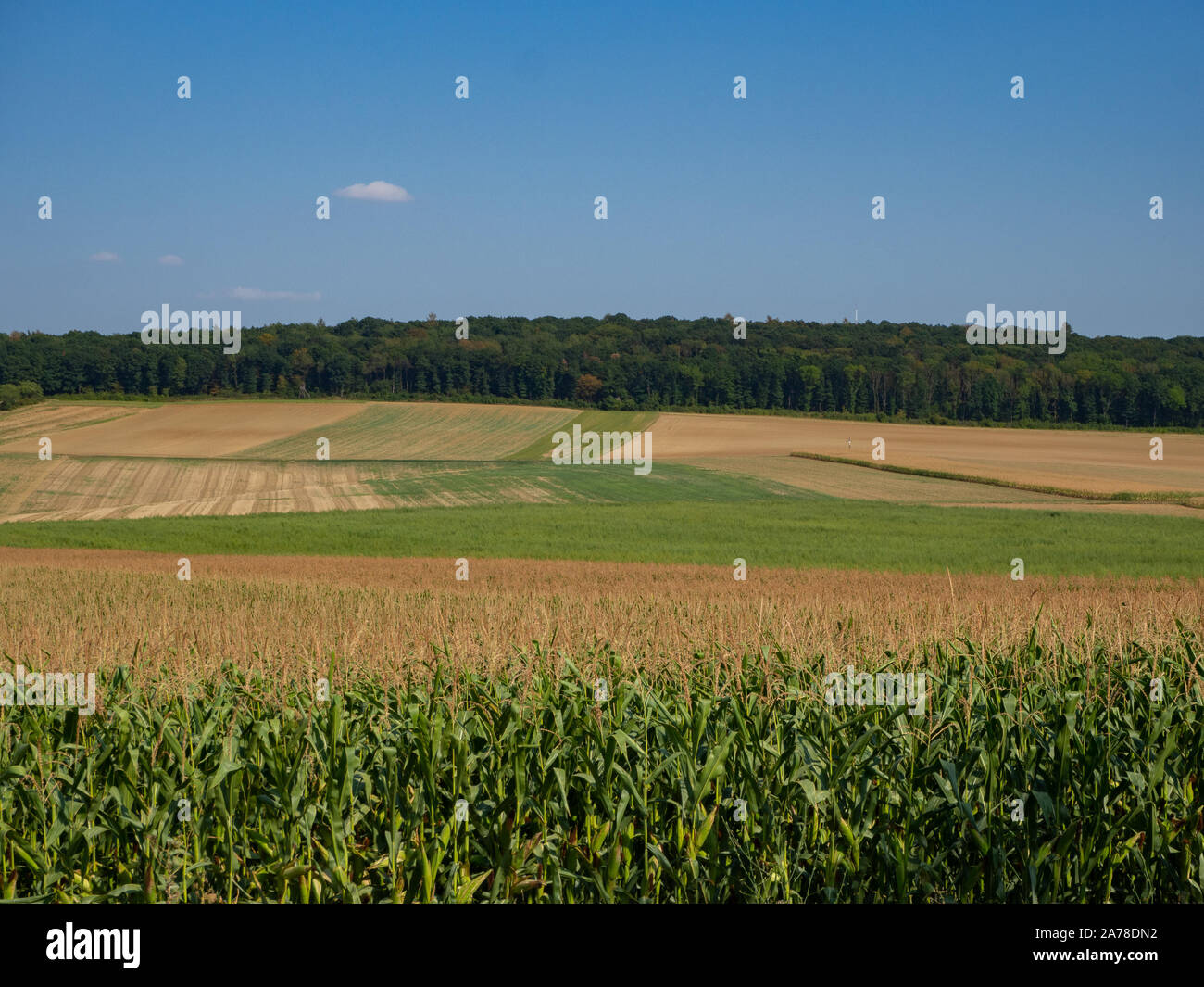 Scenic corn fields hi-res stock photography and images - Alamy