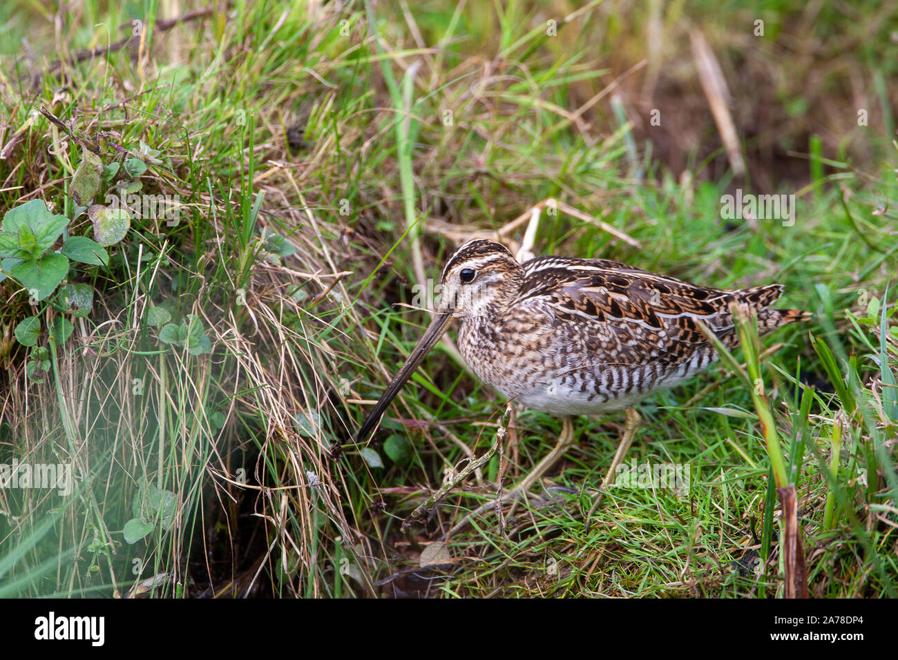 Common snipe, Gallinago gallinago, frequents marshes, bogs, tundra and ...