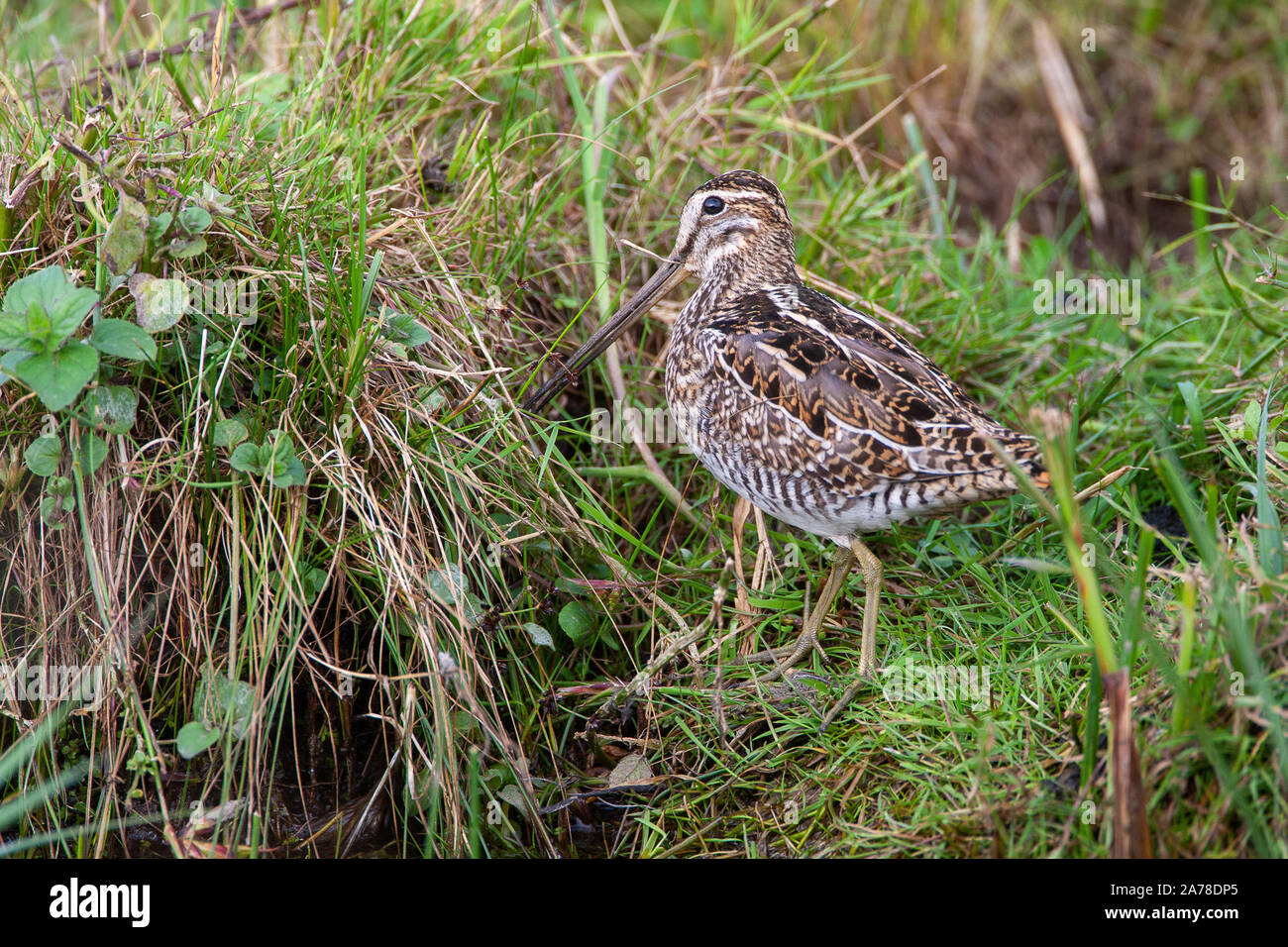 Common snipe, Gallinago gallinago, frequents marshes, bogs, tundra and ...