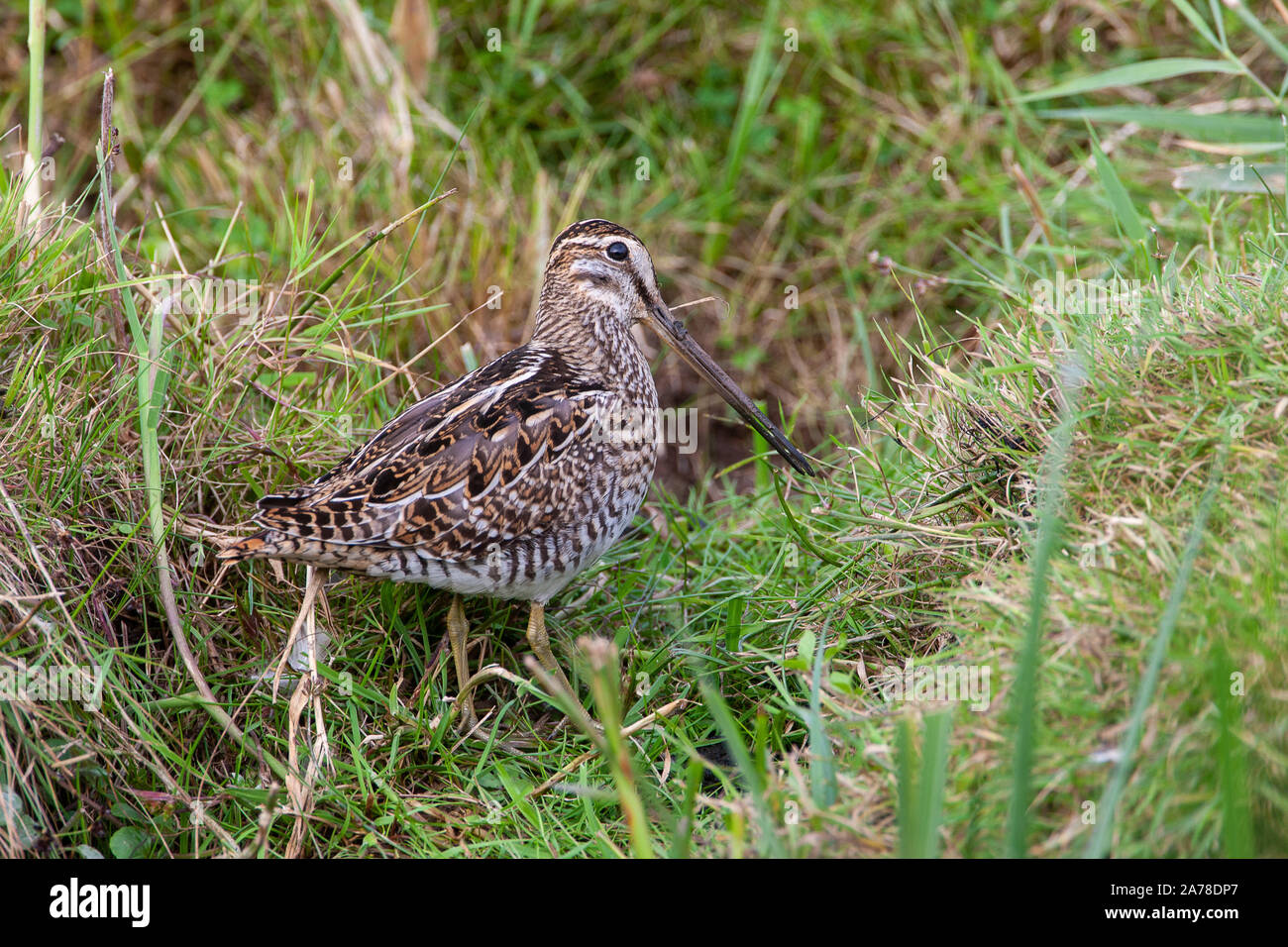 Common snipe, Gallinago gallinago, frequents marshes, bogs, tundra and ...