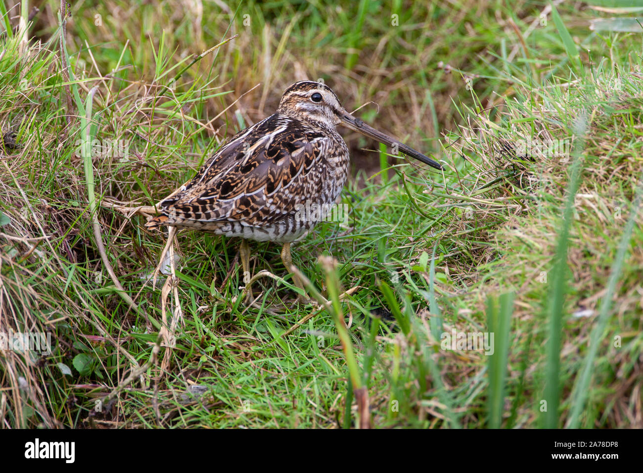 Common snipe, Gallinago gallinago, frequents marshes, bogs, tundra and ...