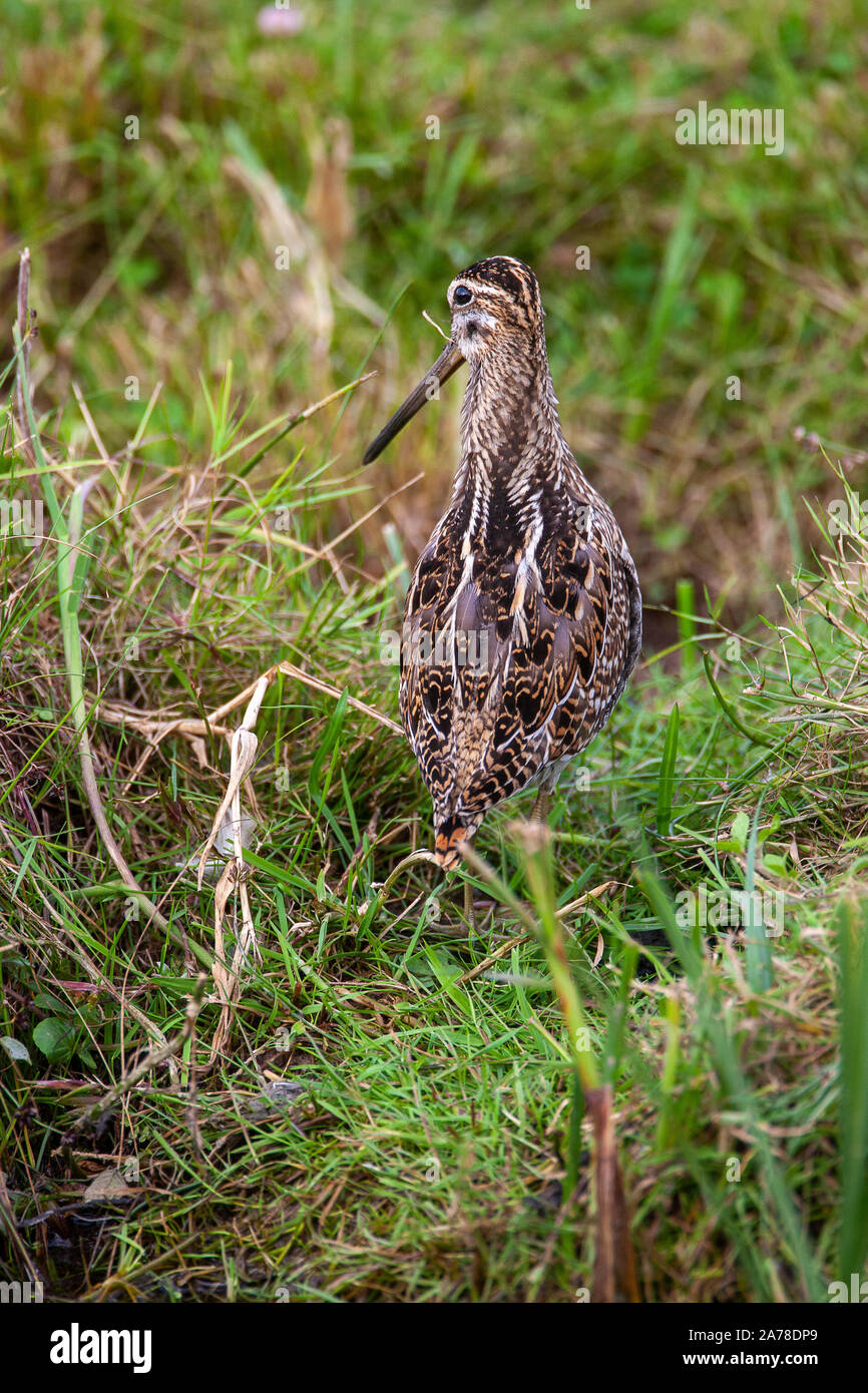 Common snipe, Gallinago gallinago, frequents marshes, bogs, tundra and ...