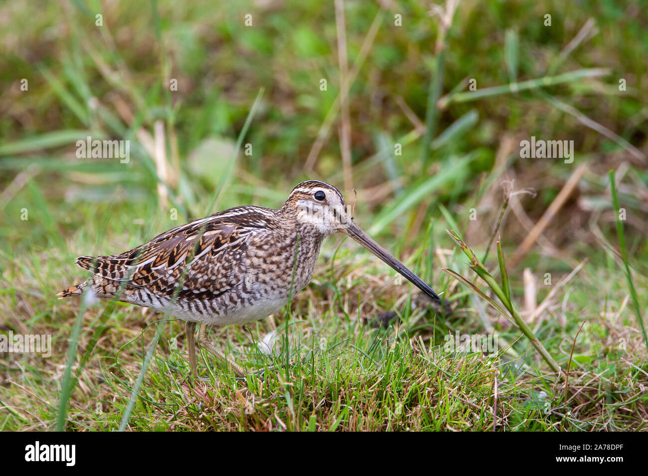 Common snipe, Gallinago gallinago, frequents marshes, bogs, tundra and ...