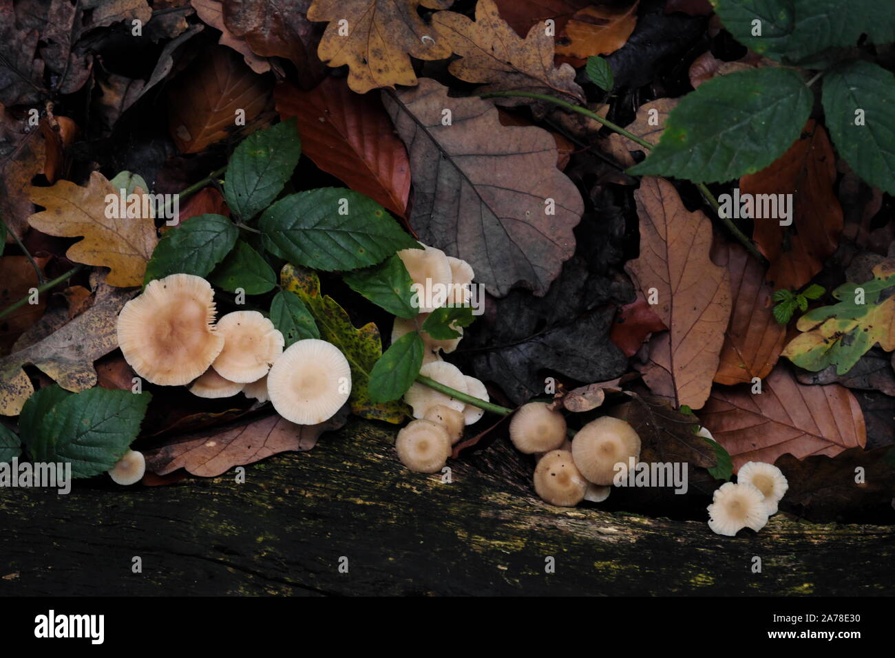 Fall fungi and leaves hi-res stock photography and images - Alamy